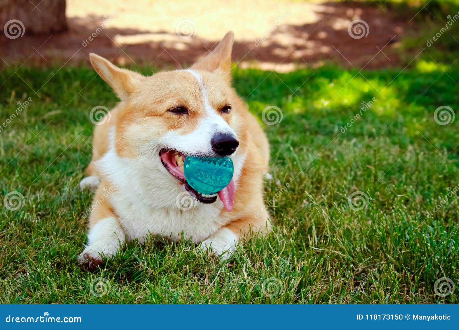Corgi Dog with a Ball in the Mouth Stock Photo - Image of playing, ball ...