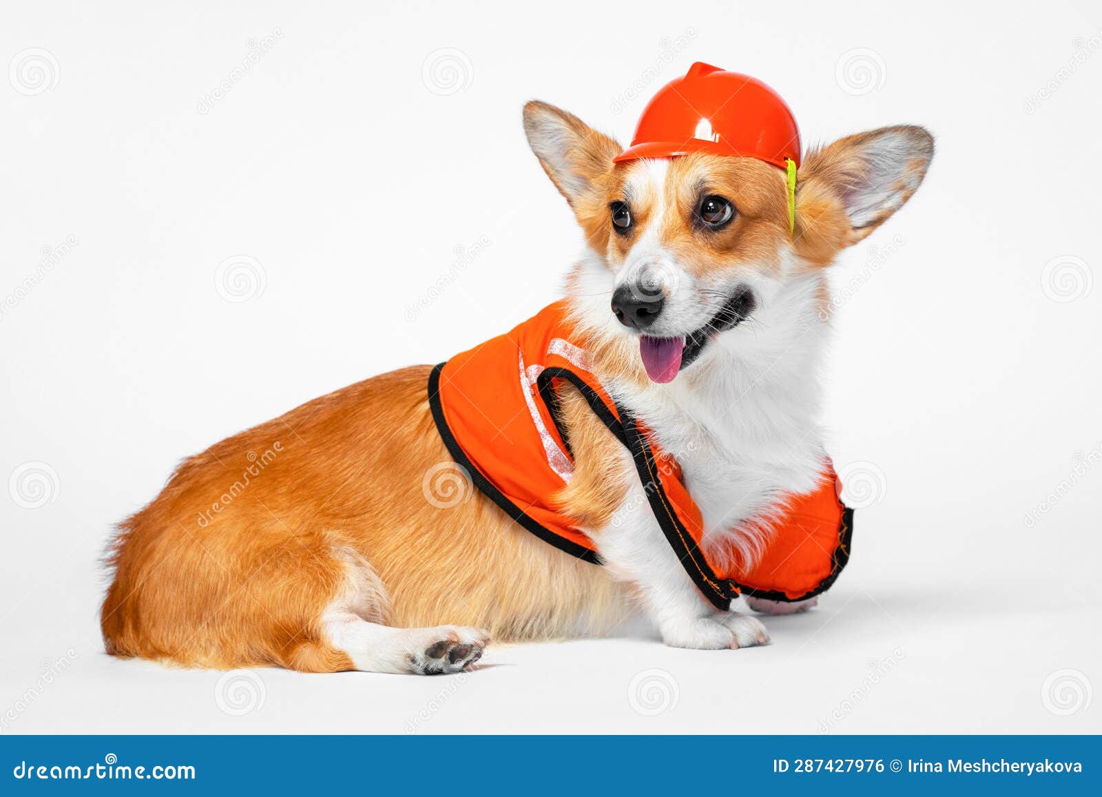 Corgi Dog in Builder Uniform Comical Image of Foreman in Protective ...