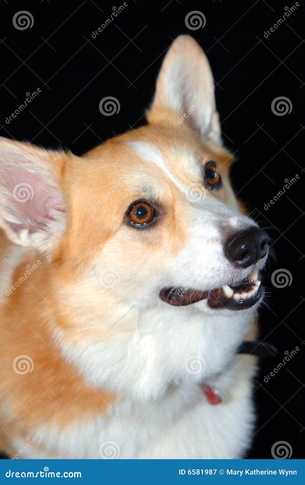 Corgi dog face stock image. Image of collar, teeth, white - 6581987