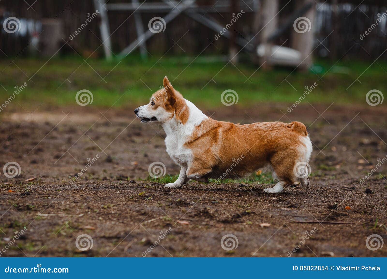 The Corgi dog stock photo. Image of happy, cute, looking - 85822854