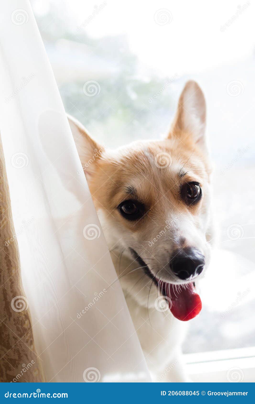 Corgi Dog Looking from Behind a Curtain Stock Image - Image of fluffy ...