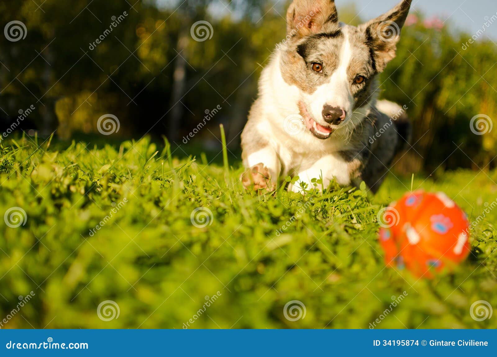 Corgi dog is playing stock photo. Image of green, colorful - 34195874