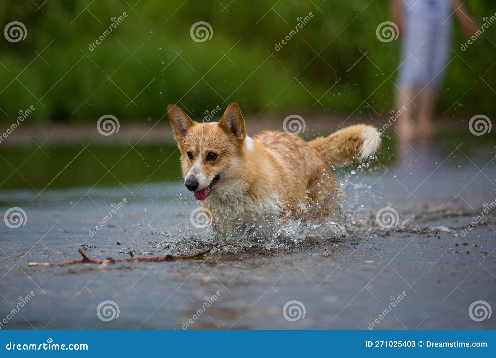 Corgi Dog Running on Water in River a Catching Stick Stock Image ...