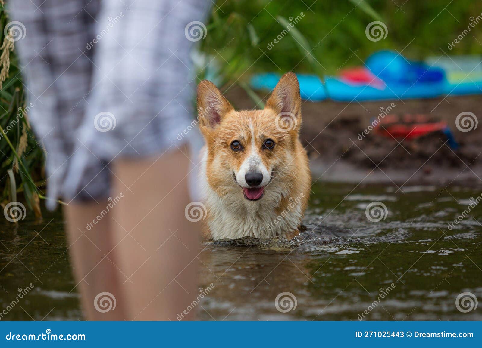 Corgi Dog Running on Water in River a Catching Stick Stock Image ...
