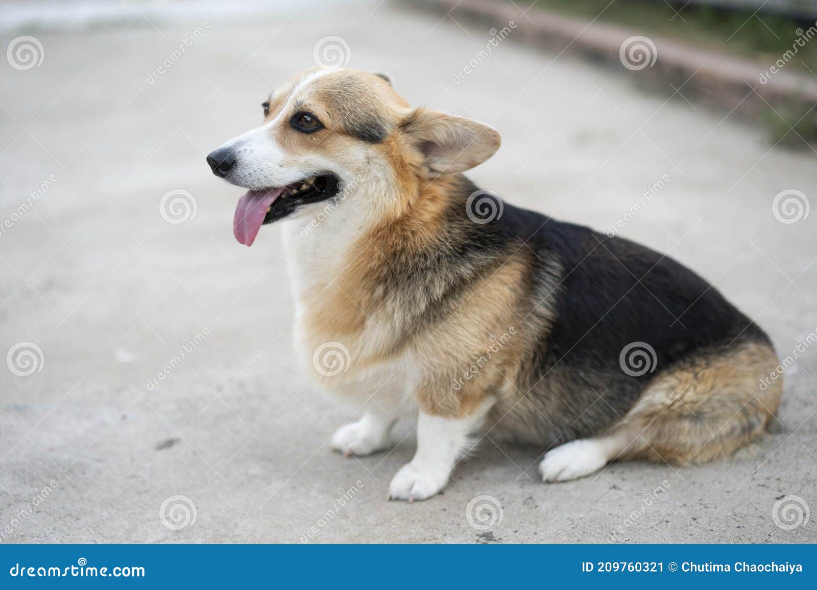 Corgi Dog Sitting on the Ground in Summer Day Stock Image - Image of ...