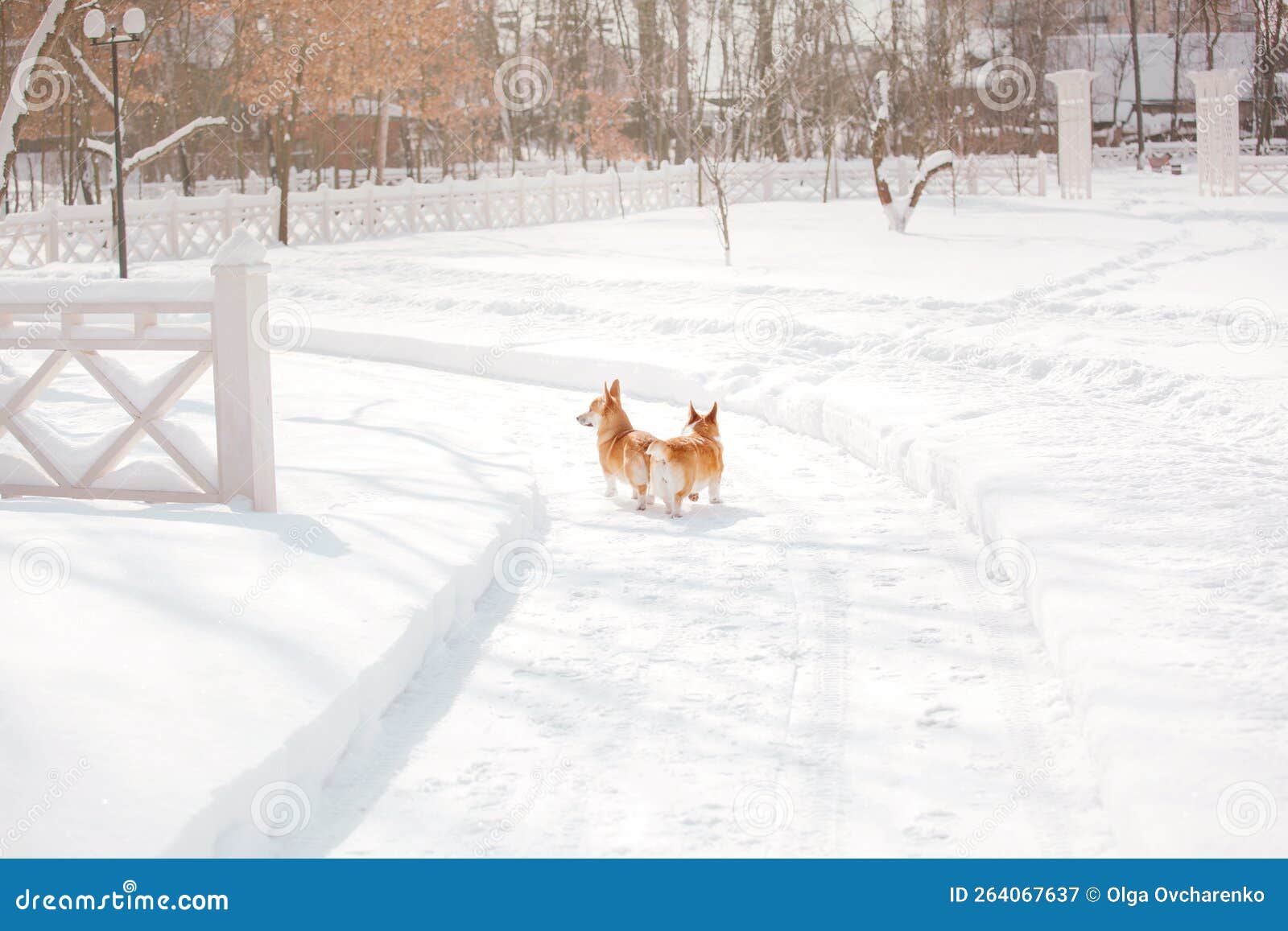 Corgi Dog in the Snow. Dog in Winter. Dog in Nature. Corgi Dog on a ...