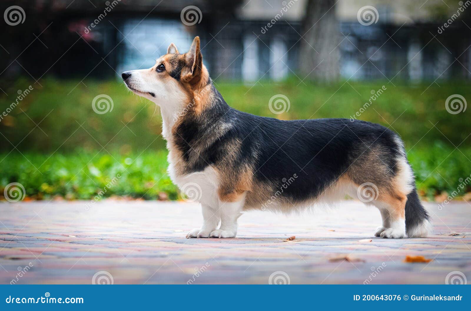 Dog Standing Sideways Outdoors Stock Photo - Image of corgi, small ...