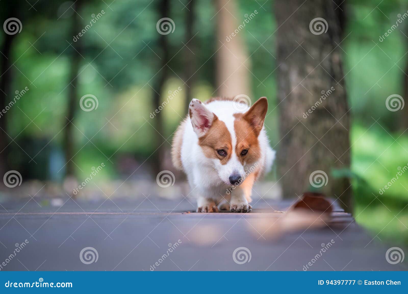 Corgi Dogs Playing in the Park Stock Image - Image of summer, shooting ...