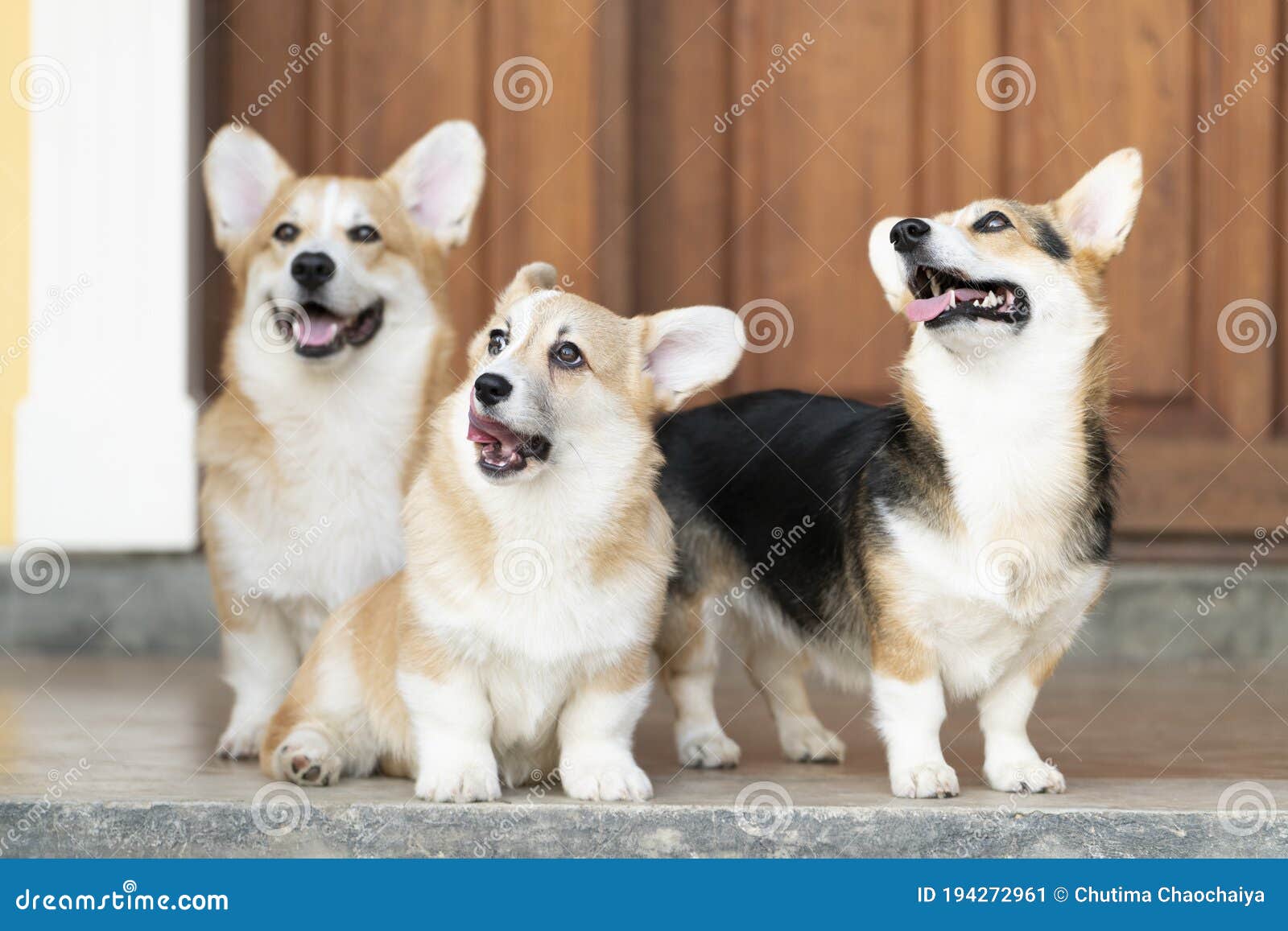 Corgi Dogs Standing or Sitting in Front of the Door Stock Image - Image ...