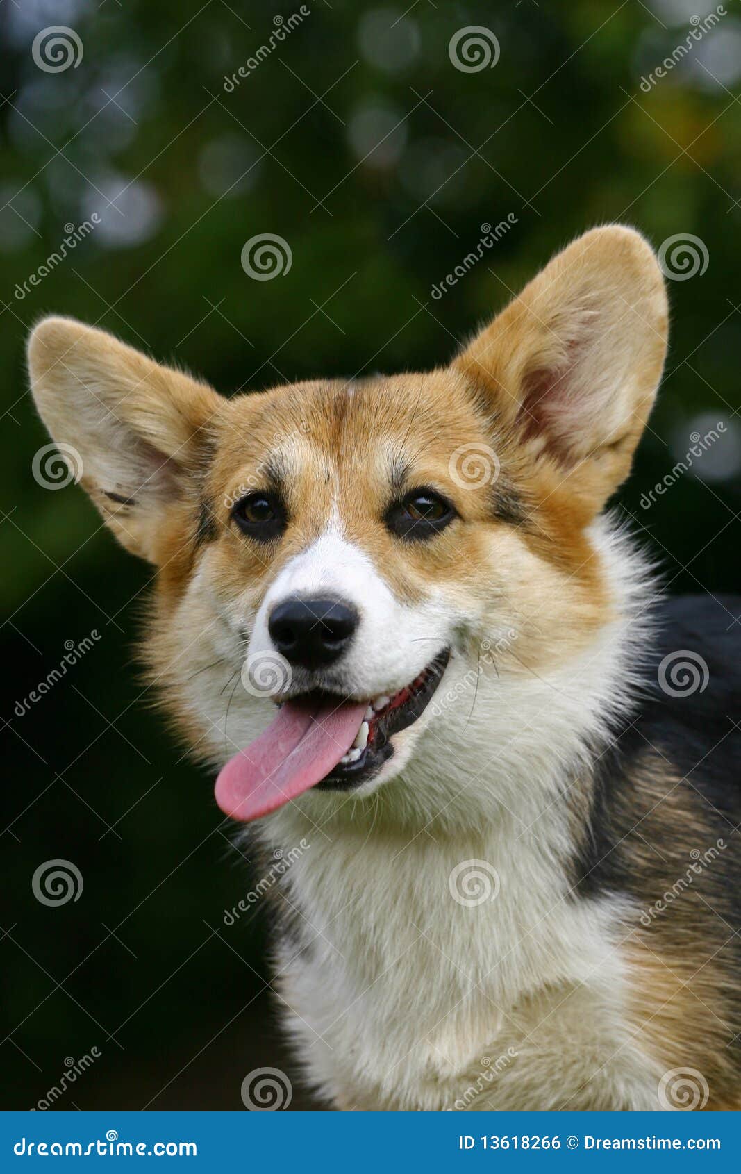 Corgi face stock photo. Image of obedience, corgi, animal - 13618266
