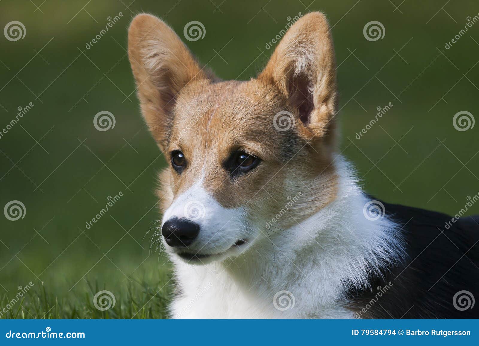 Corgi face stock photo. Image of nose, spitz, dogs, face - 79584794