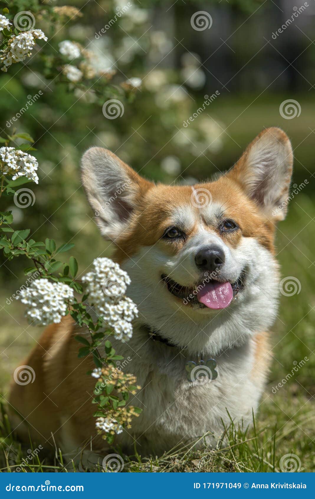 Corgi among Flowering Spring Bushes Stock Image - Image of bush, border ...