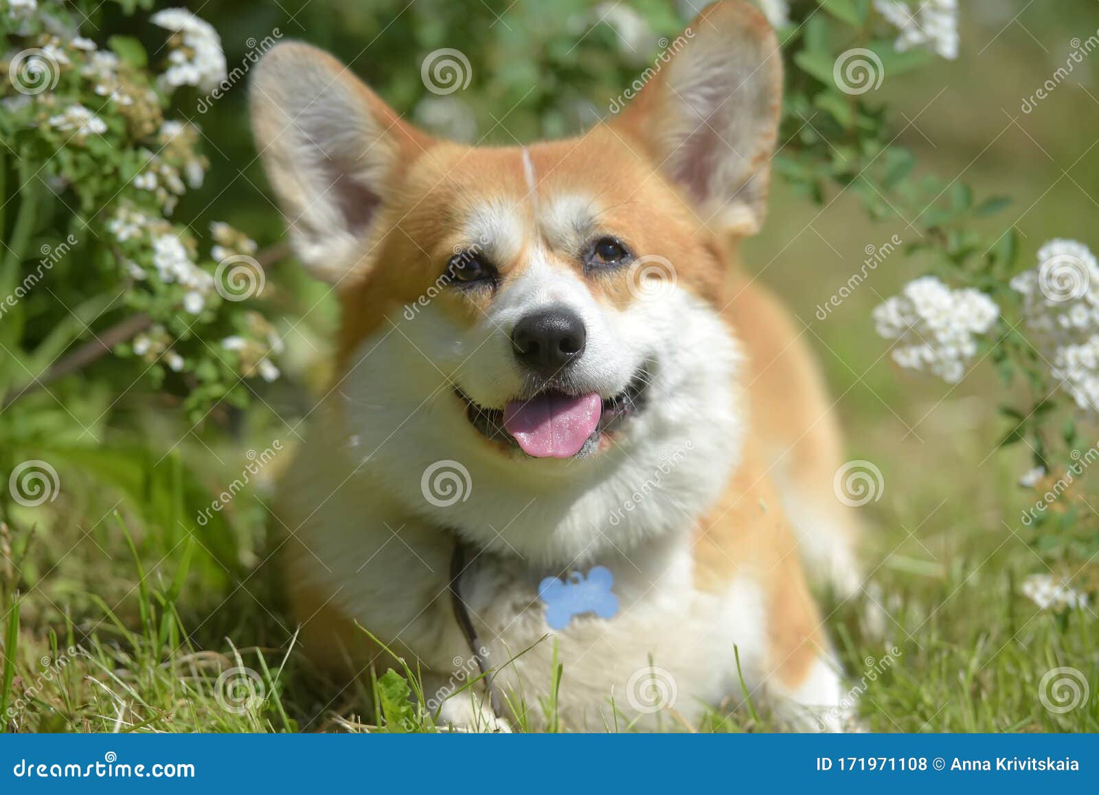 Corgi among Flowering Spring Bushes Stock Photo - Image of friend ...