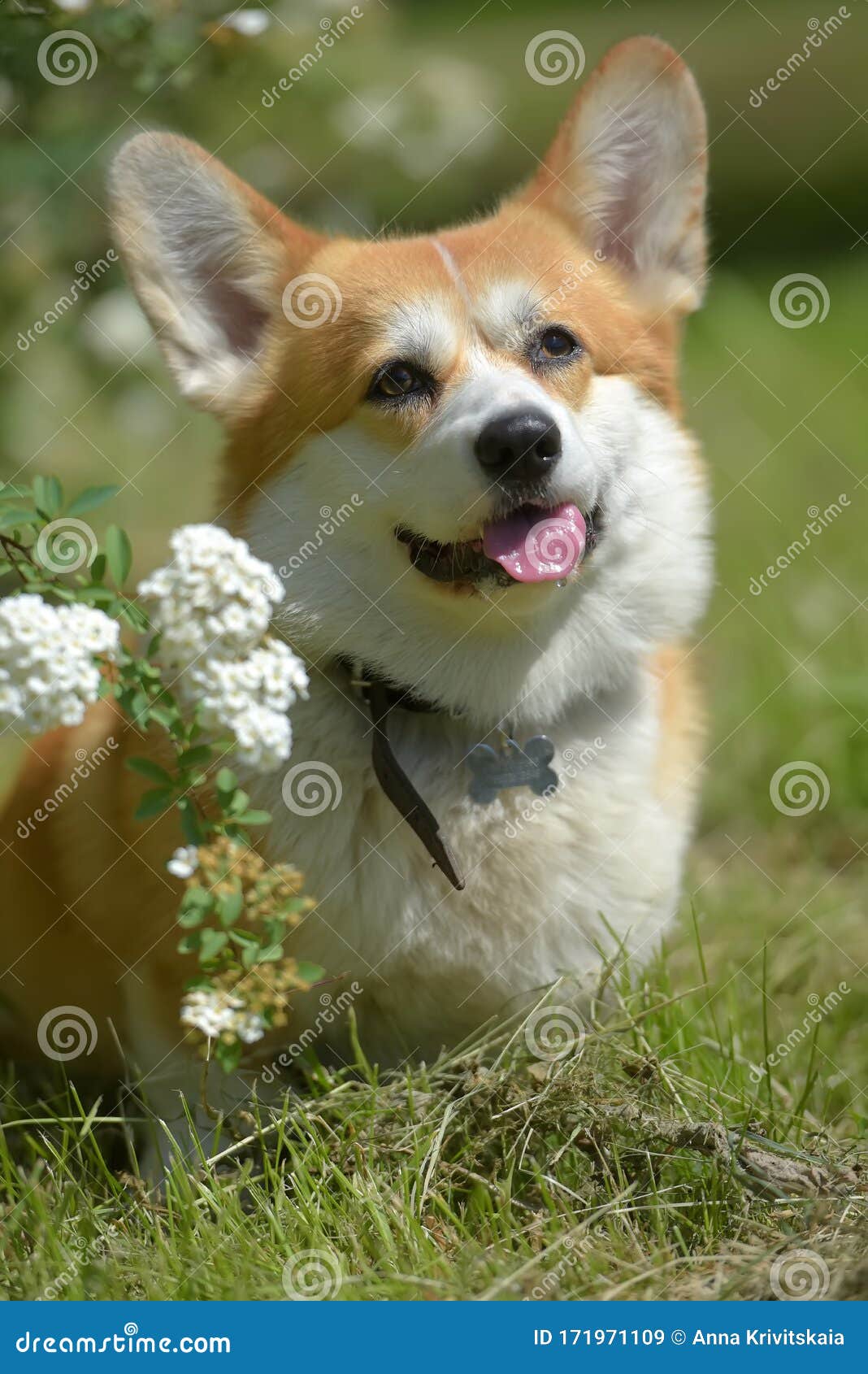 Corgi among Flowering Spring Bushes Stock Image - Image of flower ...