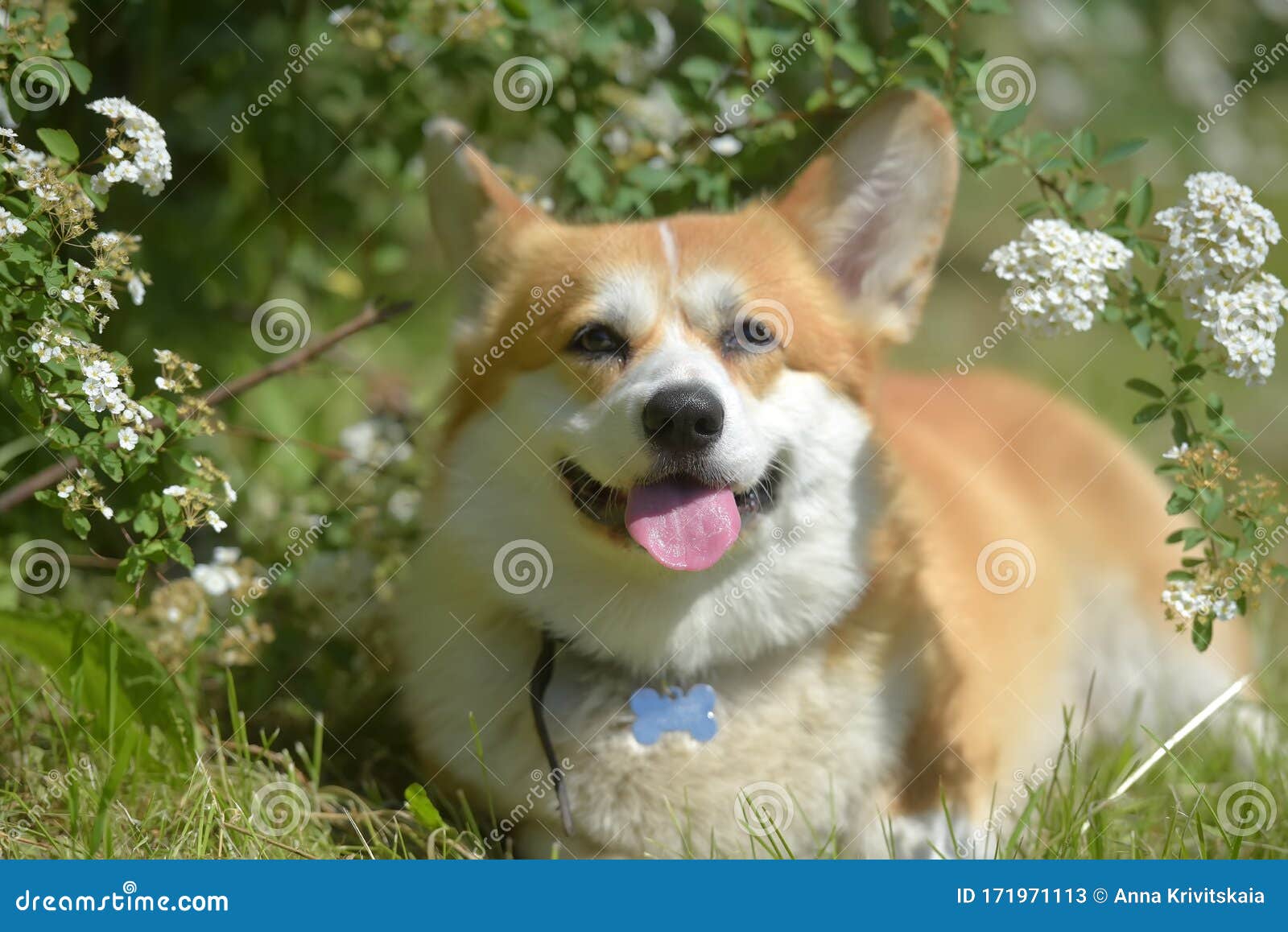 Corgi among Flowering Spring Bushes Stock Image - Image of border ...