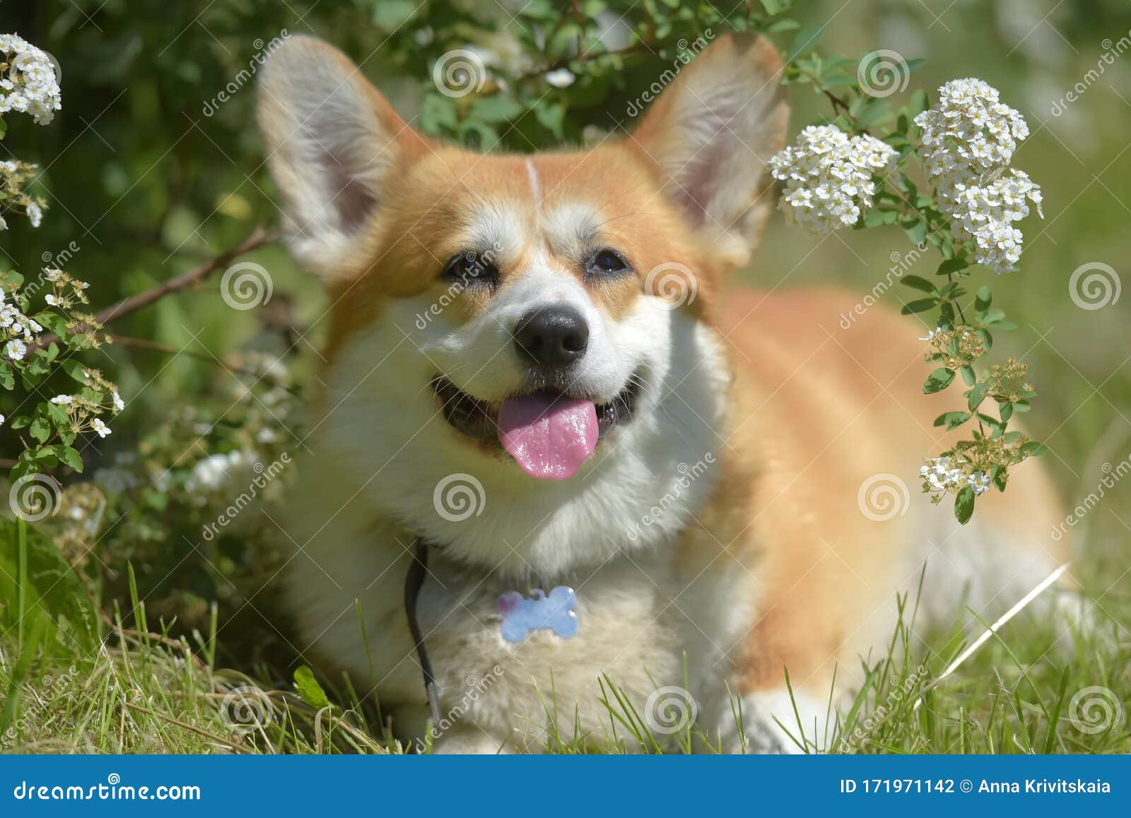 Corgi among Flowering Spring Bushes Stock Photo - Image of landscape ...