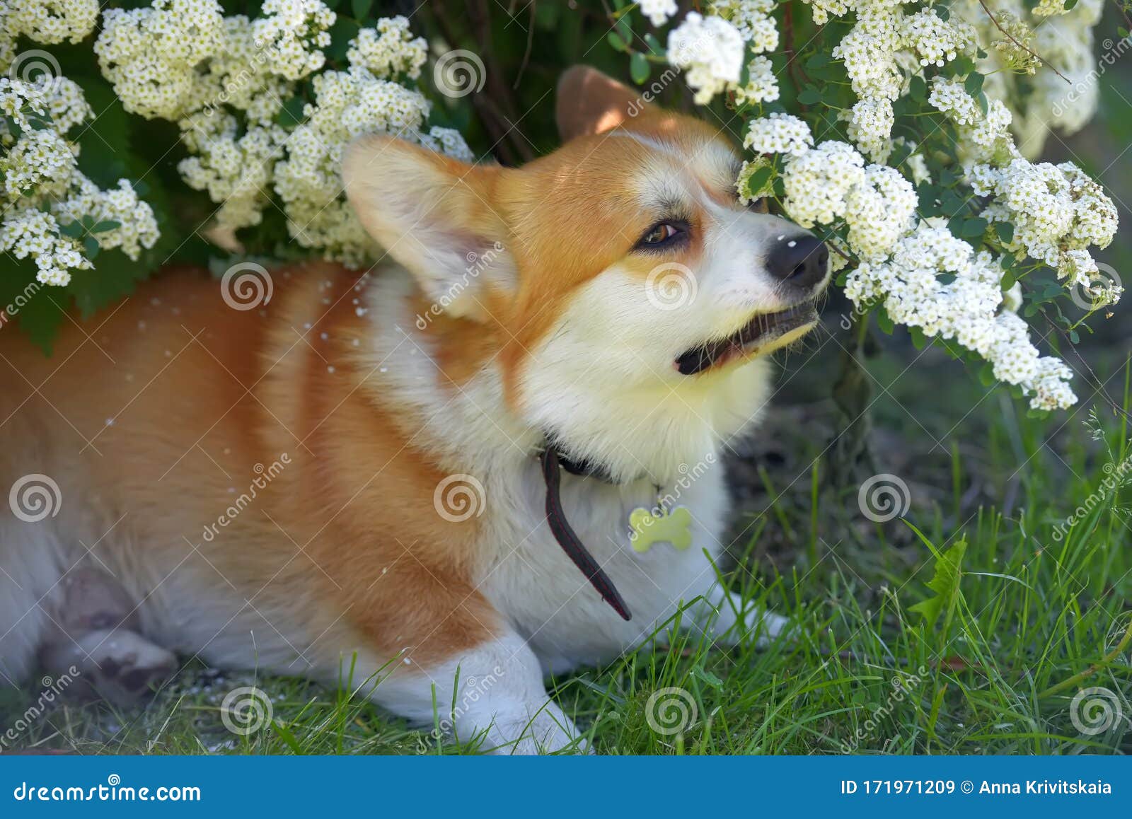 Corgi among Flowering Spring Bushes Stock Image - Image of black, open ...