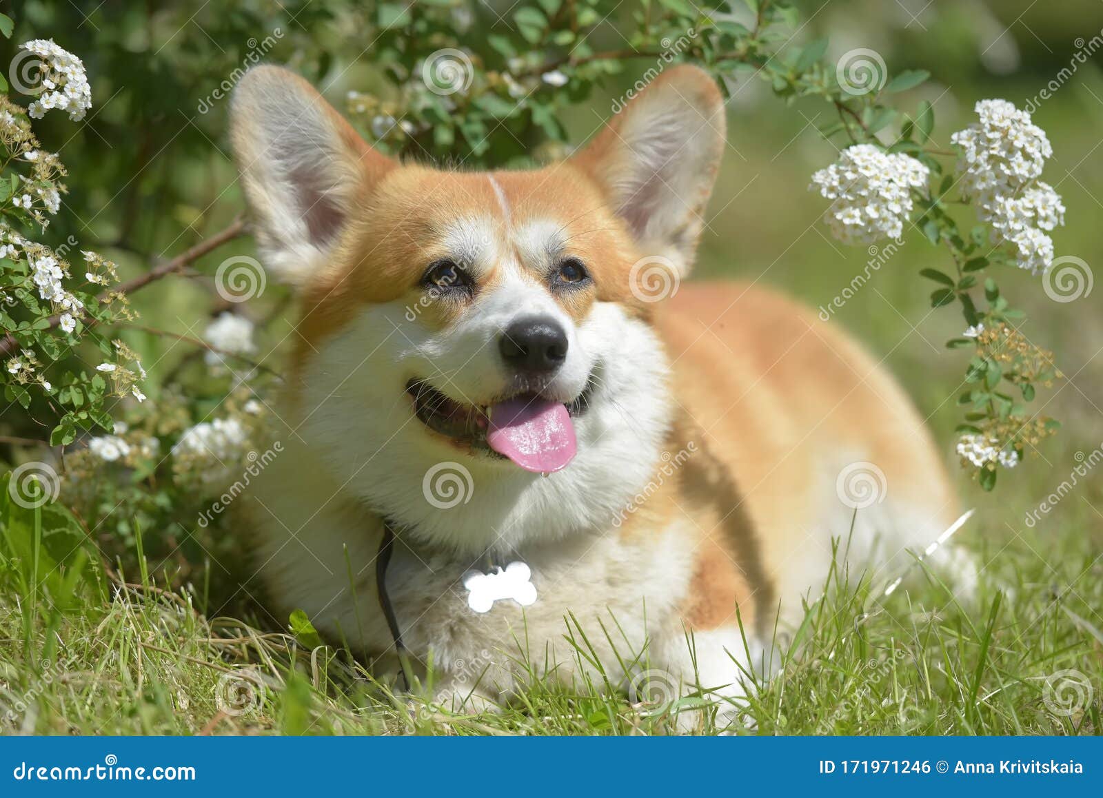 Corgi among Flowering Spring Bushes Stock Photo - Image of animal ...