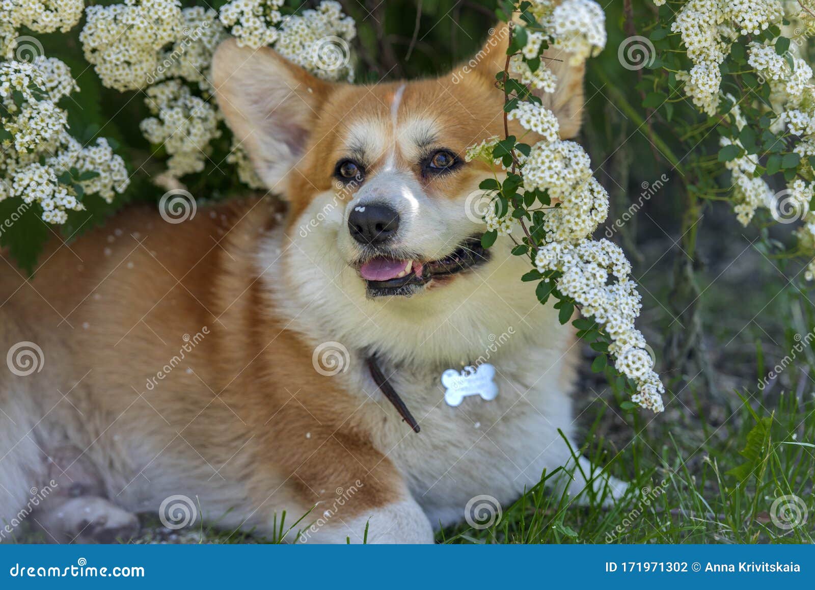 Corgi among Flowering Spring Bushes Stock Photo - Image of open ...