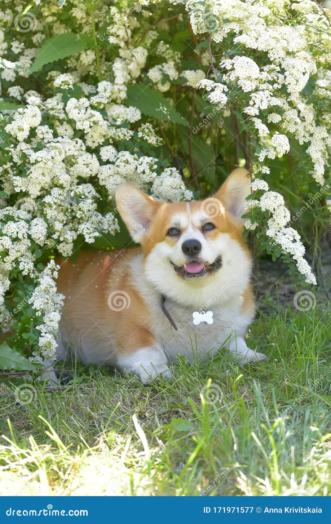 Corgi among Flowering Spring Bushes Stock Image - Image of border, park ...