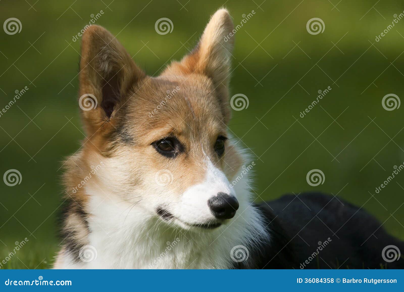 Corgi head stock photo. Image of interest, dogs, head - 36084358