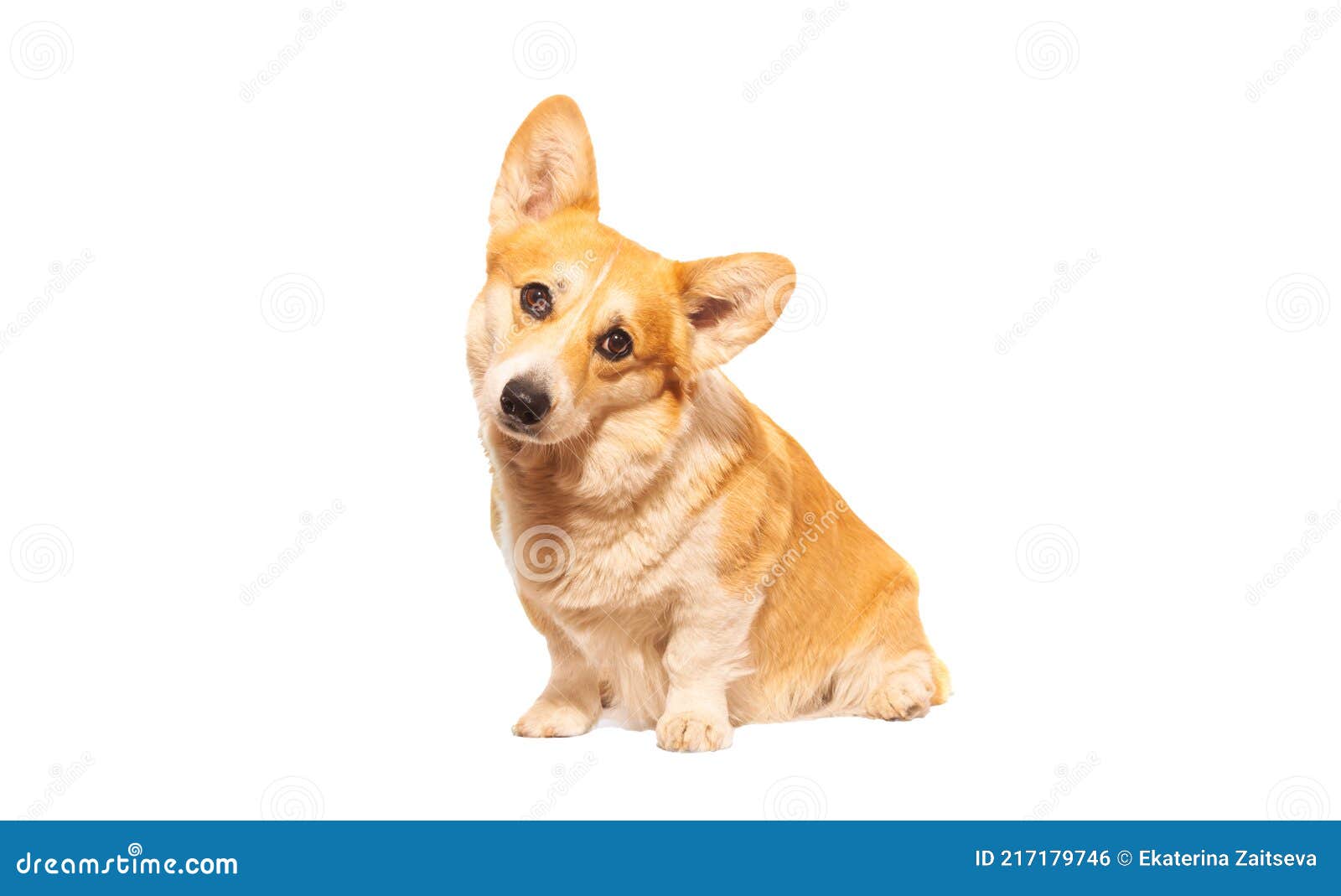 Corgi on an Isolated White Background Looks into the Camera Stock Photo ...