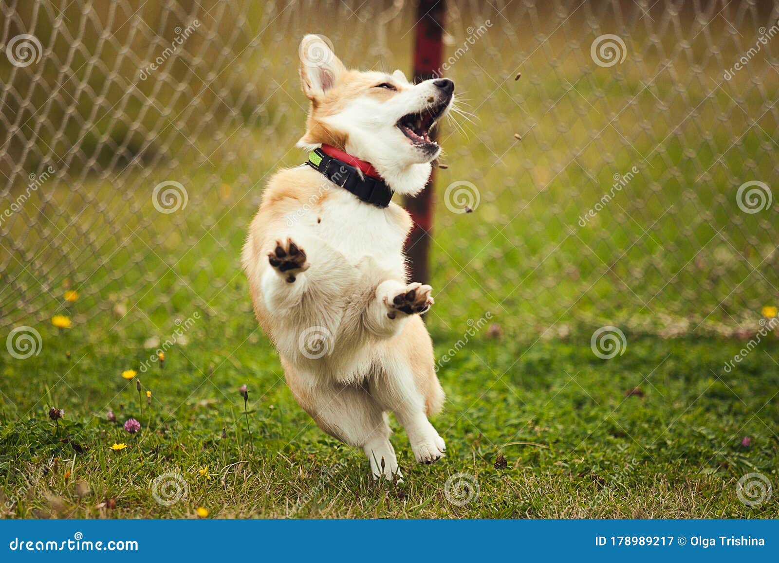 Corgi Jumping and Catching Something in the Air Stock Image - Image of ...