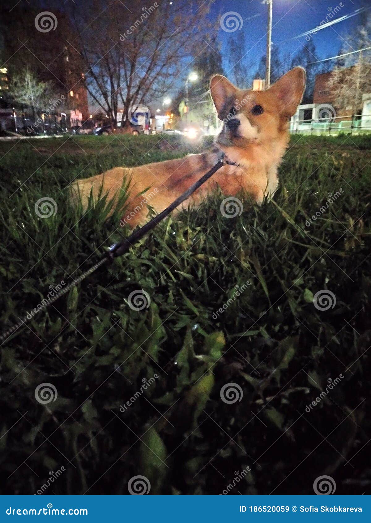 Corgi at night stock image. Image of nature, mammal - 186520059