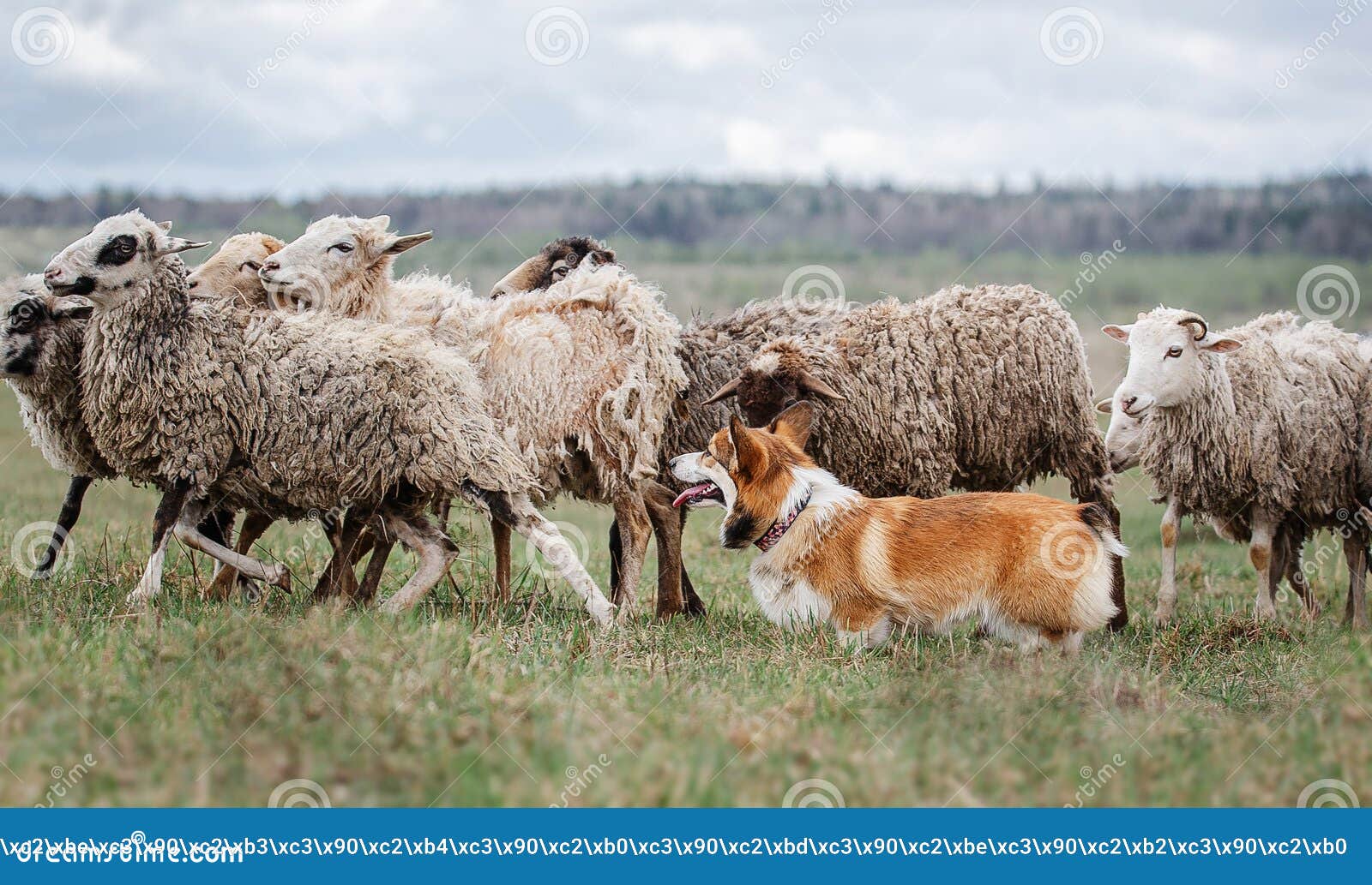 Corgi stock photo. Image of mammal, goats, sheep, animal - 248946110