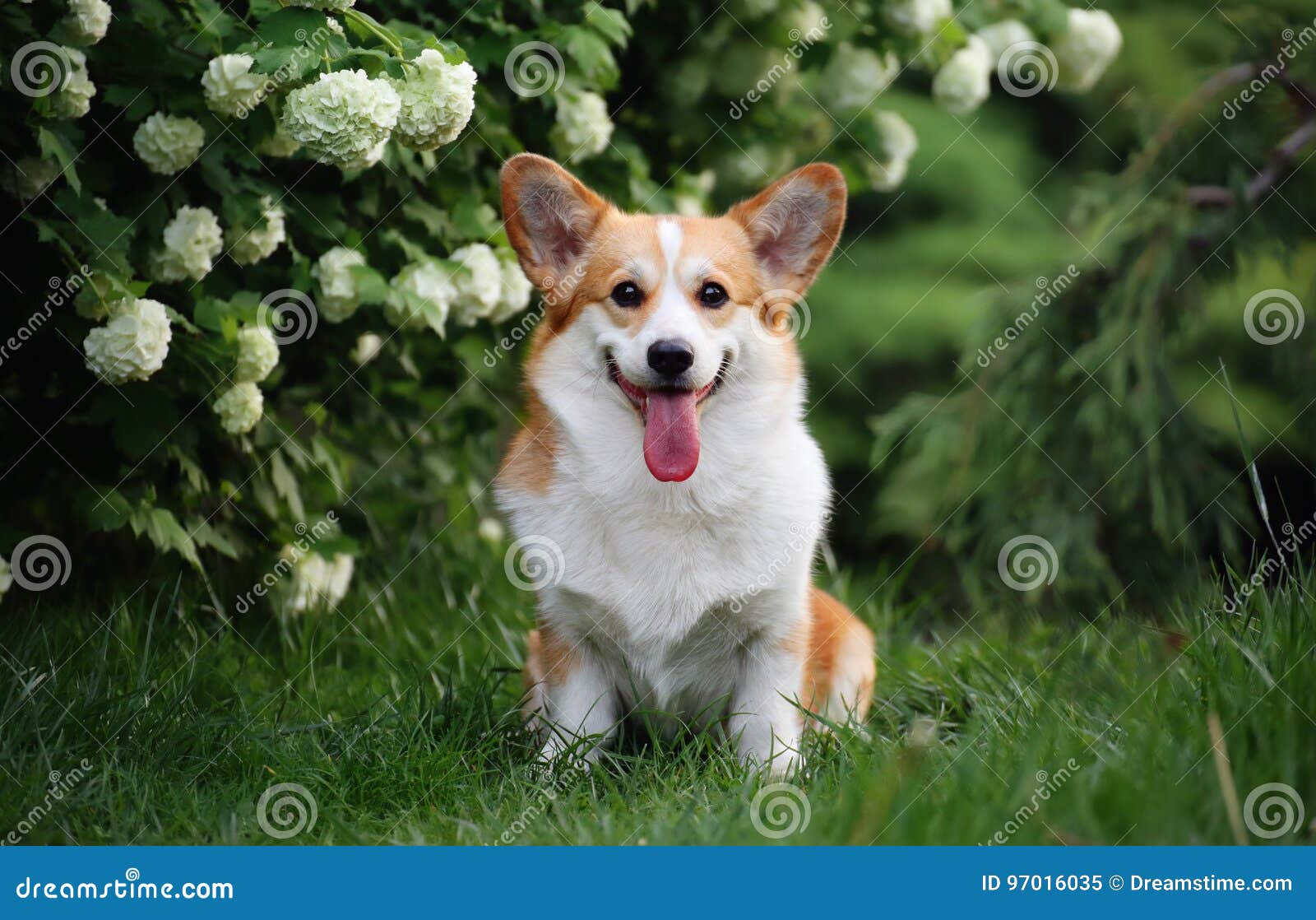 Red Dog Corgi Pembroke Lies On Autumn Leaves And Gnawing Lump Stock ...