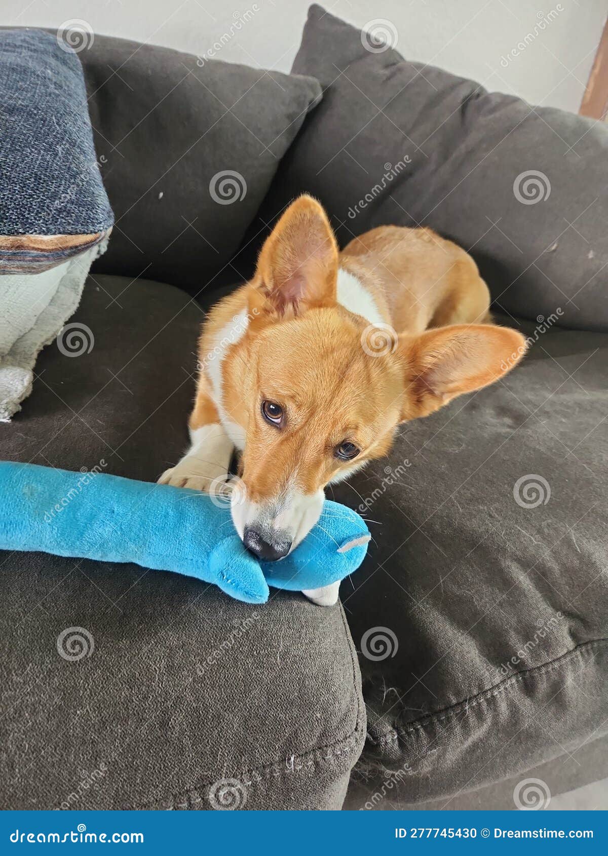 Corgi playing with toy. stock photo. Image of corgi - 277745430