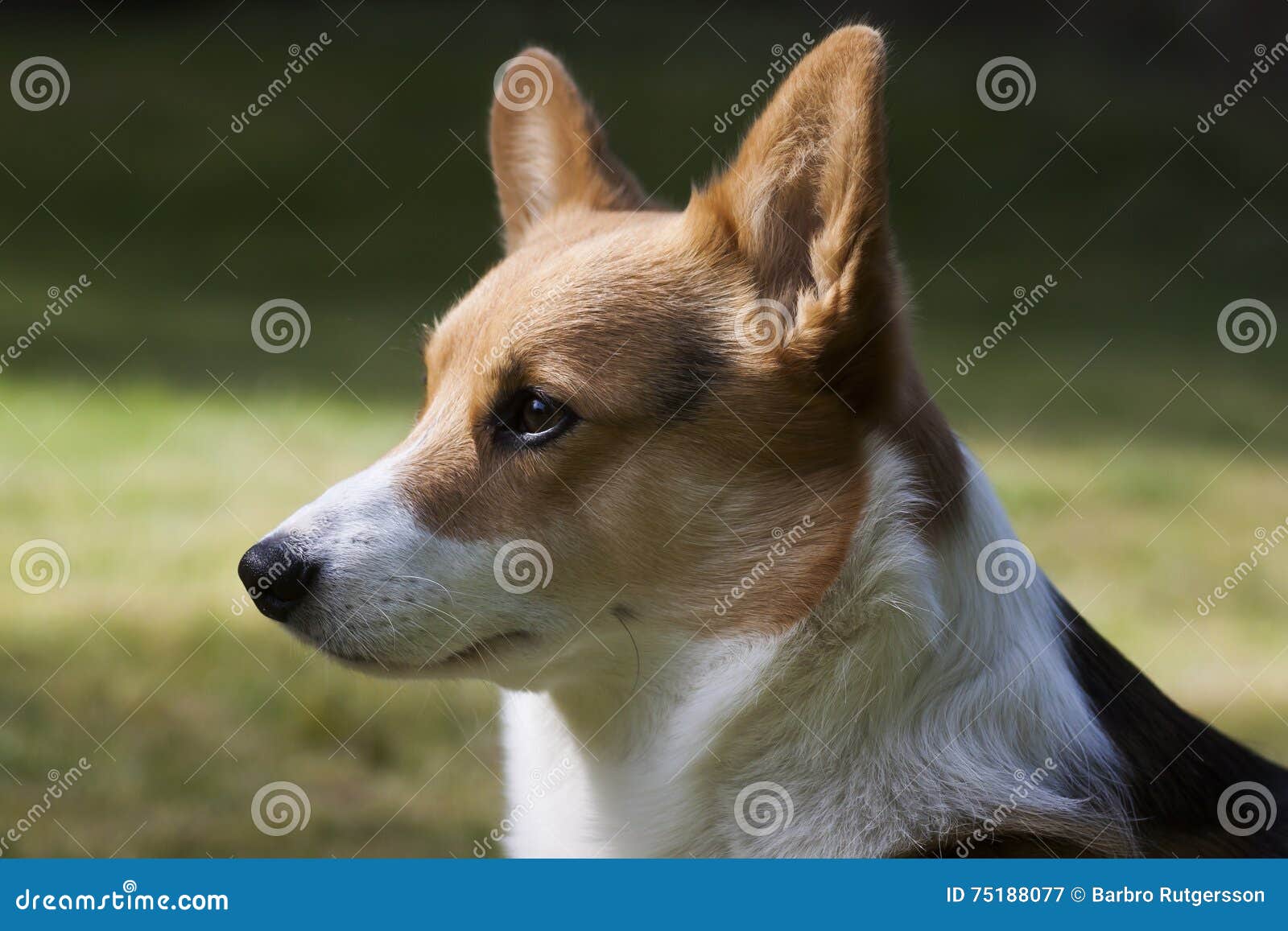 Corgi profile stock image. Image of head, animal, nose - 75188077