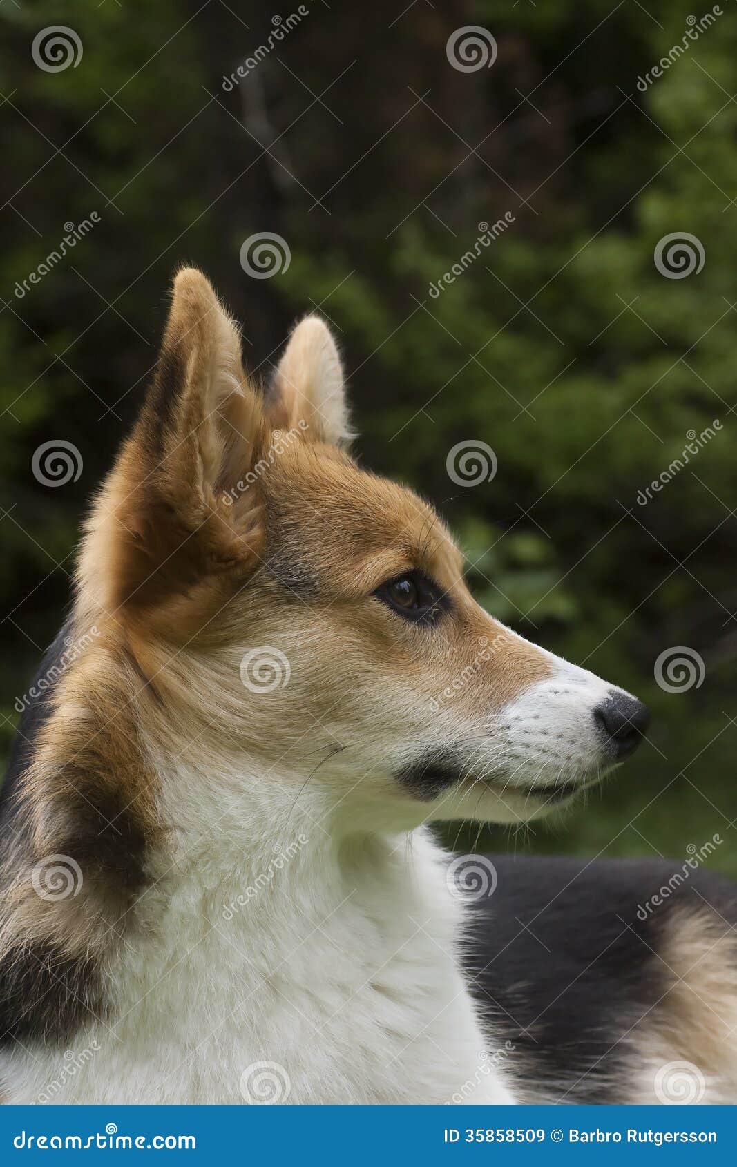 Corgi profile stock image. Image of puppies, corgi, pets - 35858509