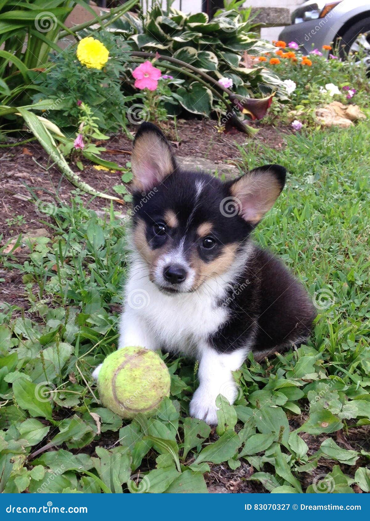 Corgi puppy stock image. Image of ball, puppy, playing - 83070327
