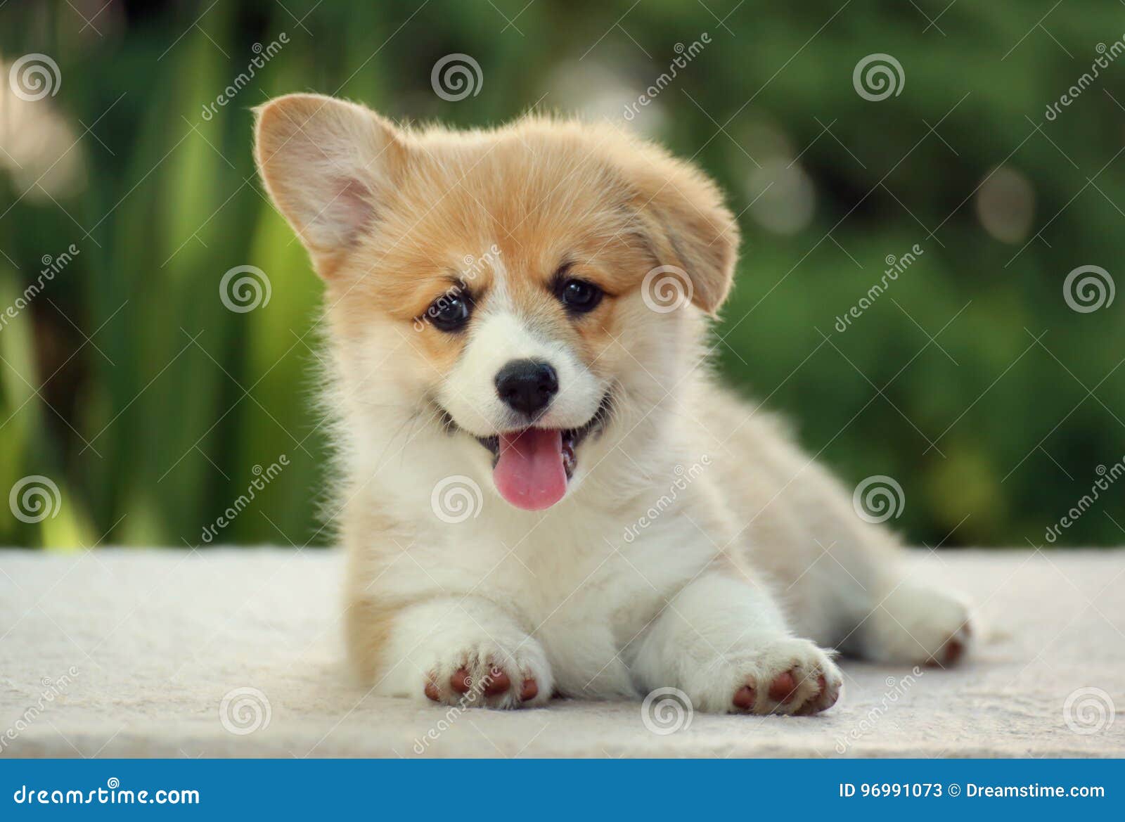Happy Puppy Corgi is Resting and Smiling Stock Image - Image of ...
