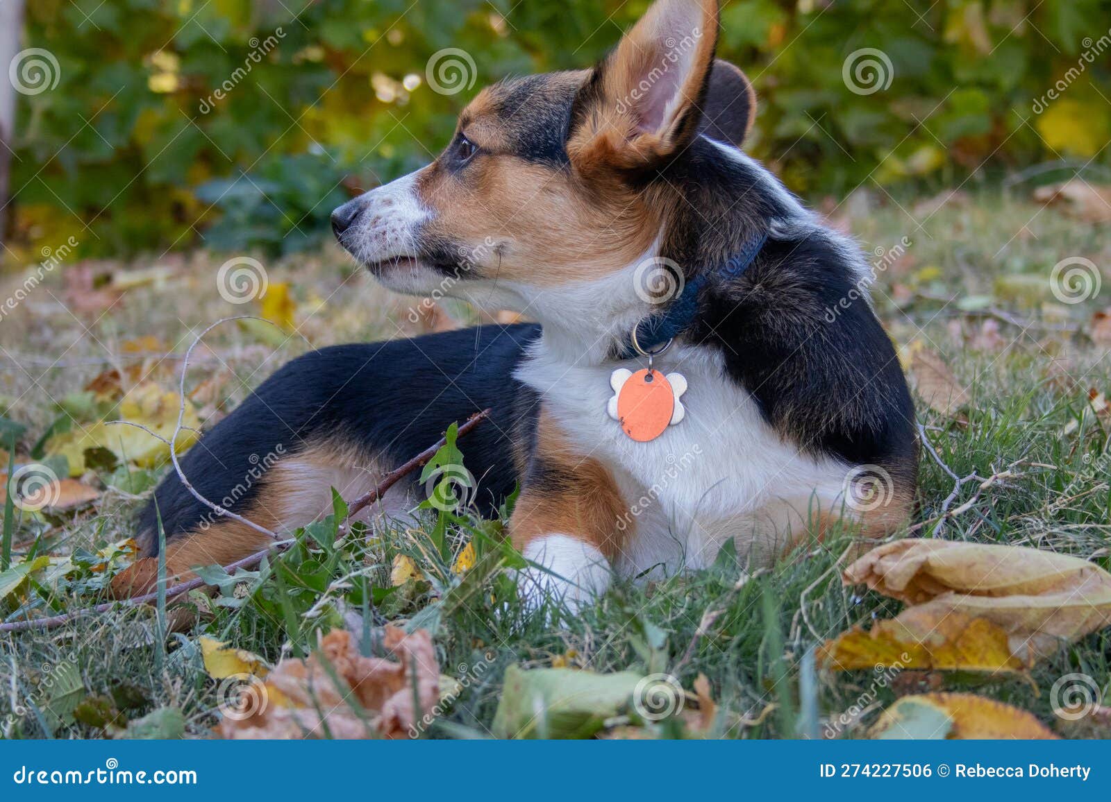 Corgi Puppy Looking To the Side in Grass Covered in Fall Leaves Stock ...