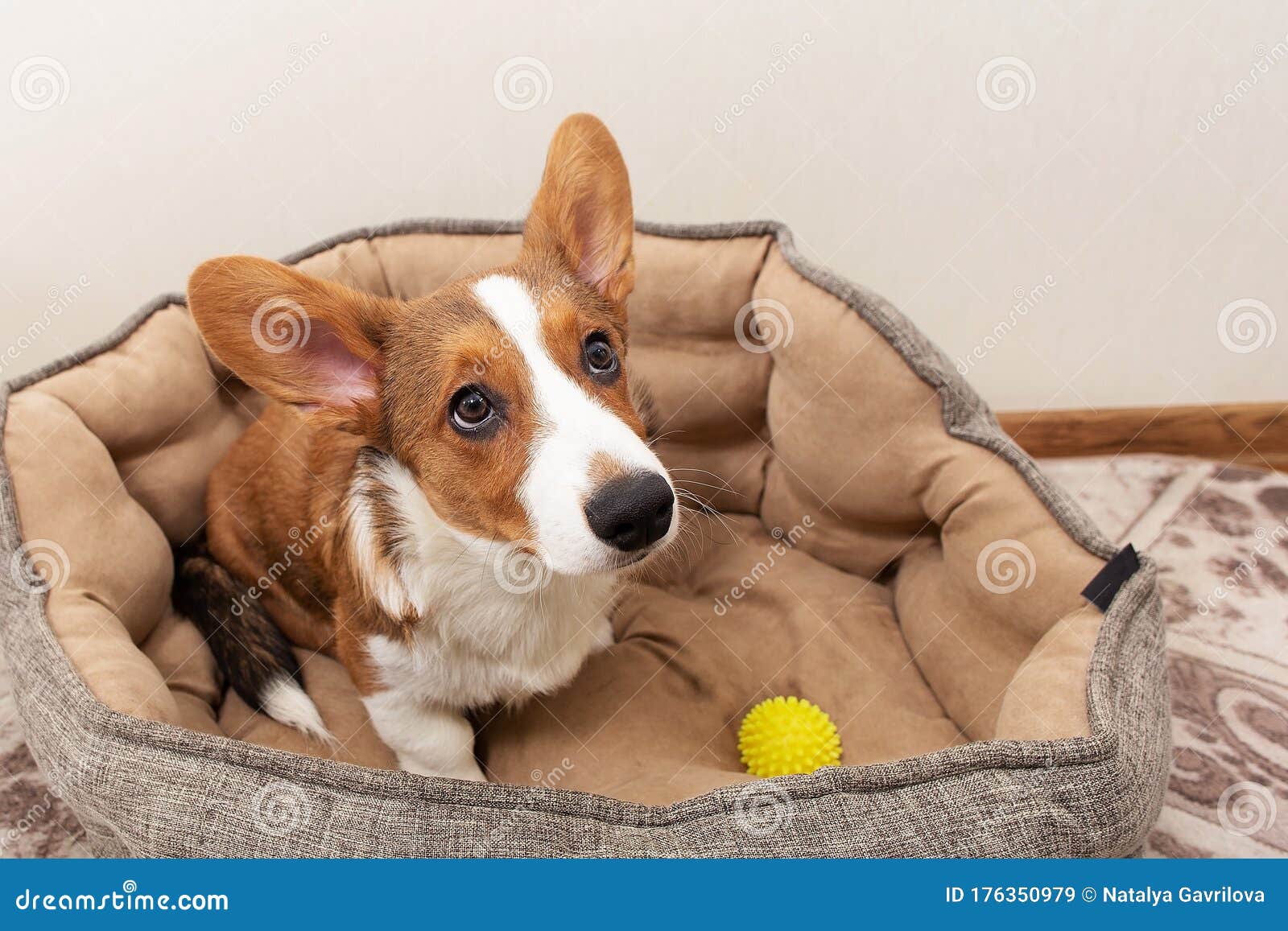 Corgi Puppy is Lying in a Bed at Home, Top View Stock Image - Image of ...