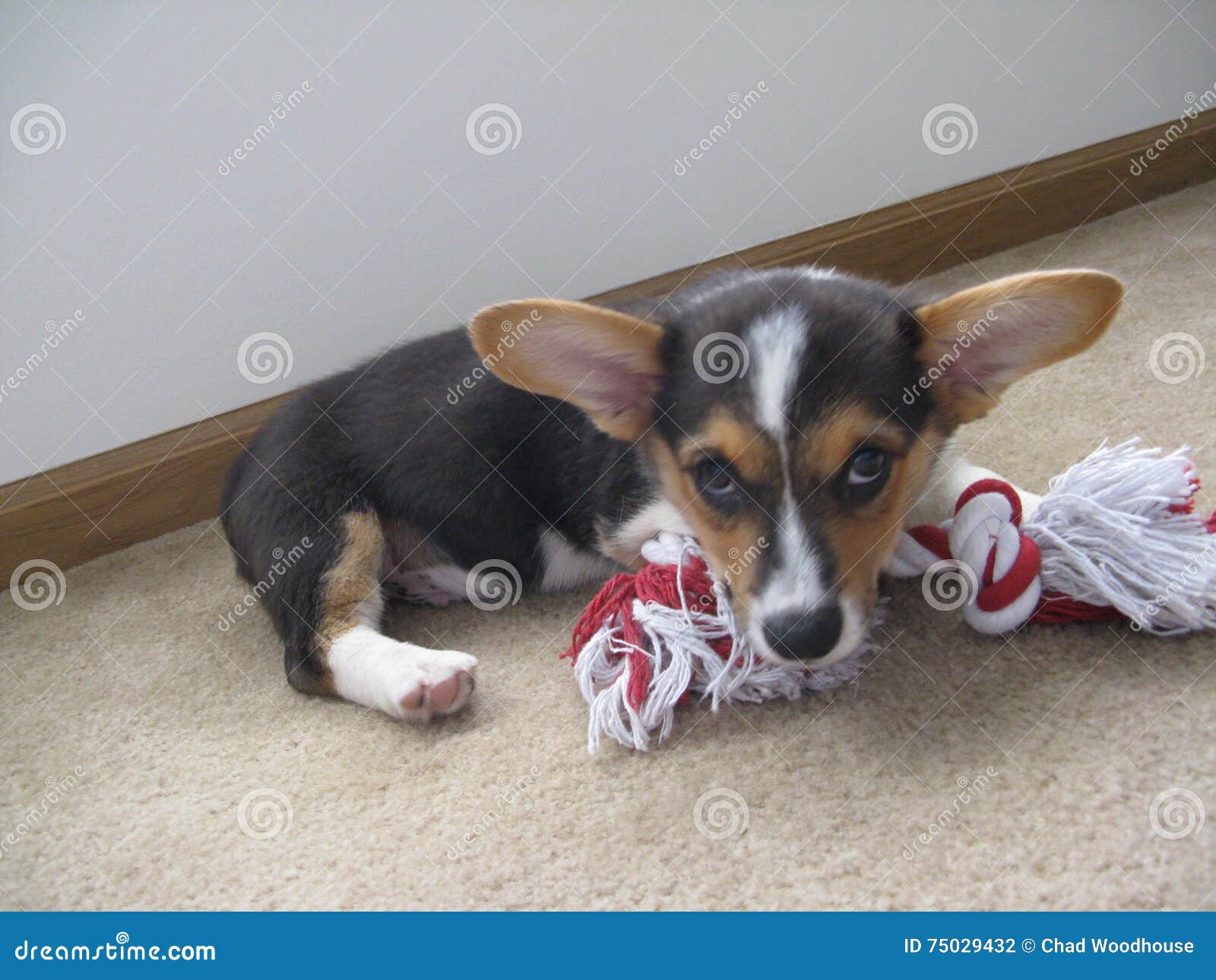 Corgi Puppy stock photo. Image of cute, snout, relaxing - 75029432