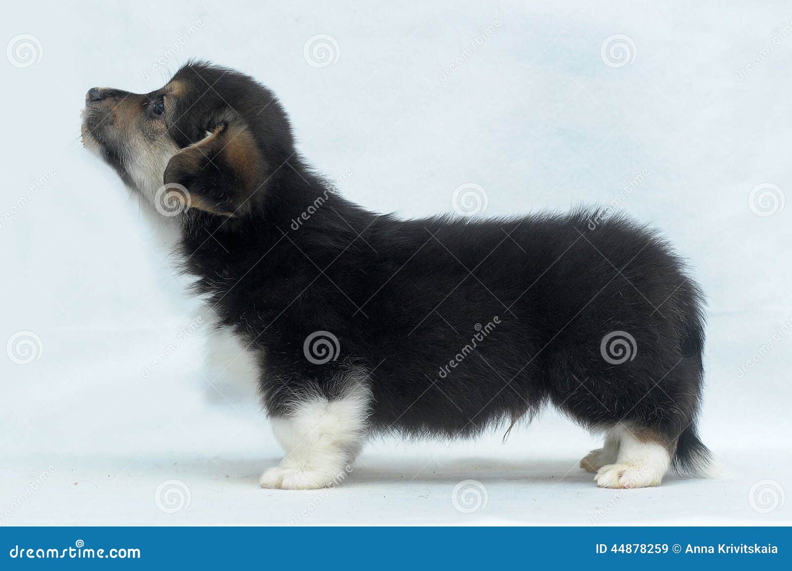 Corgi puppy stock image. Image of purebred, pembroke - 44878259