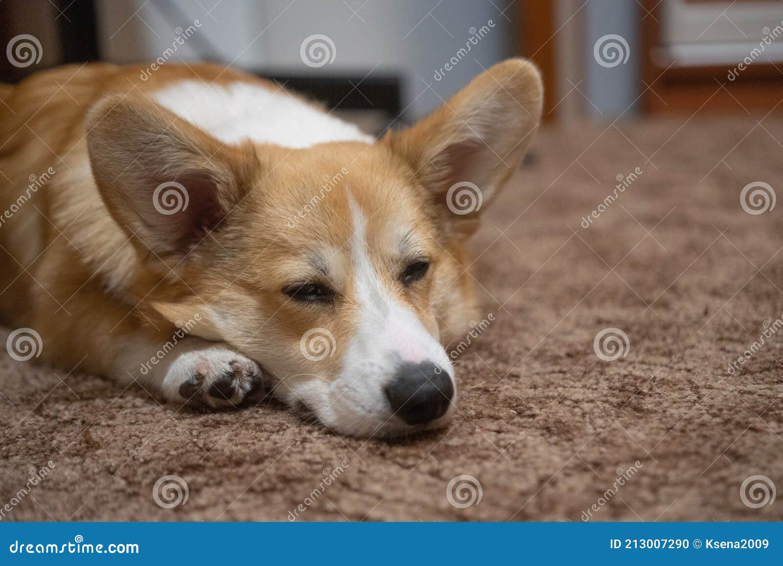 Corgi Puppy in the Room on the Carpet Stock Photo - Image of cute ...