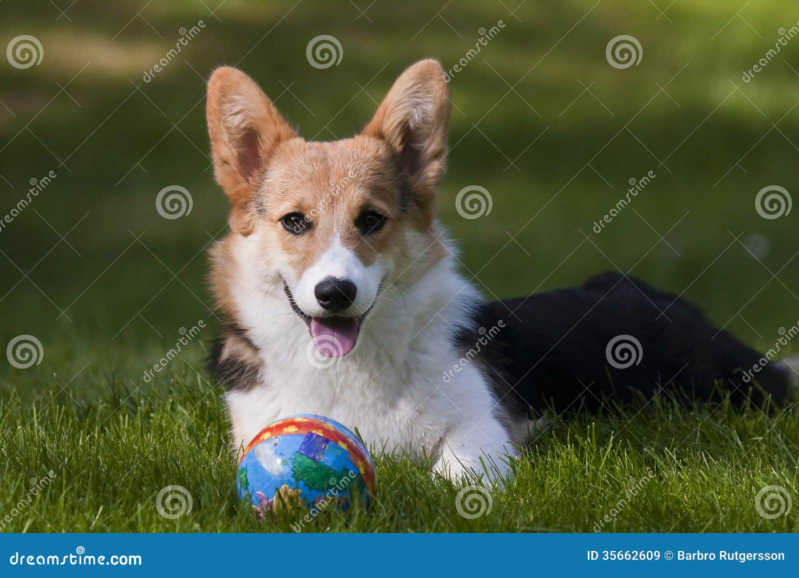Corgi puppy stock image. Image of playing, youngster - 35662609