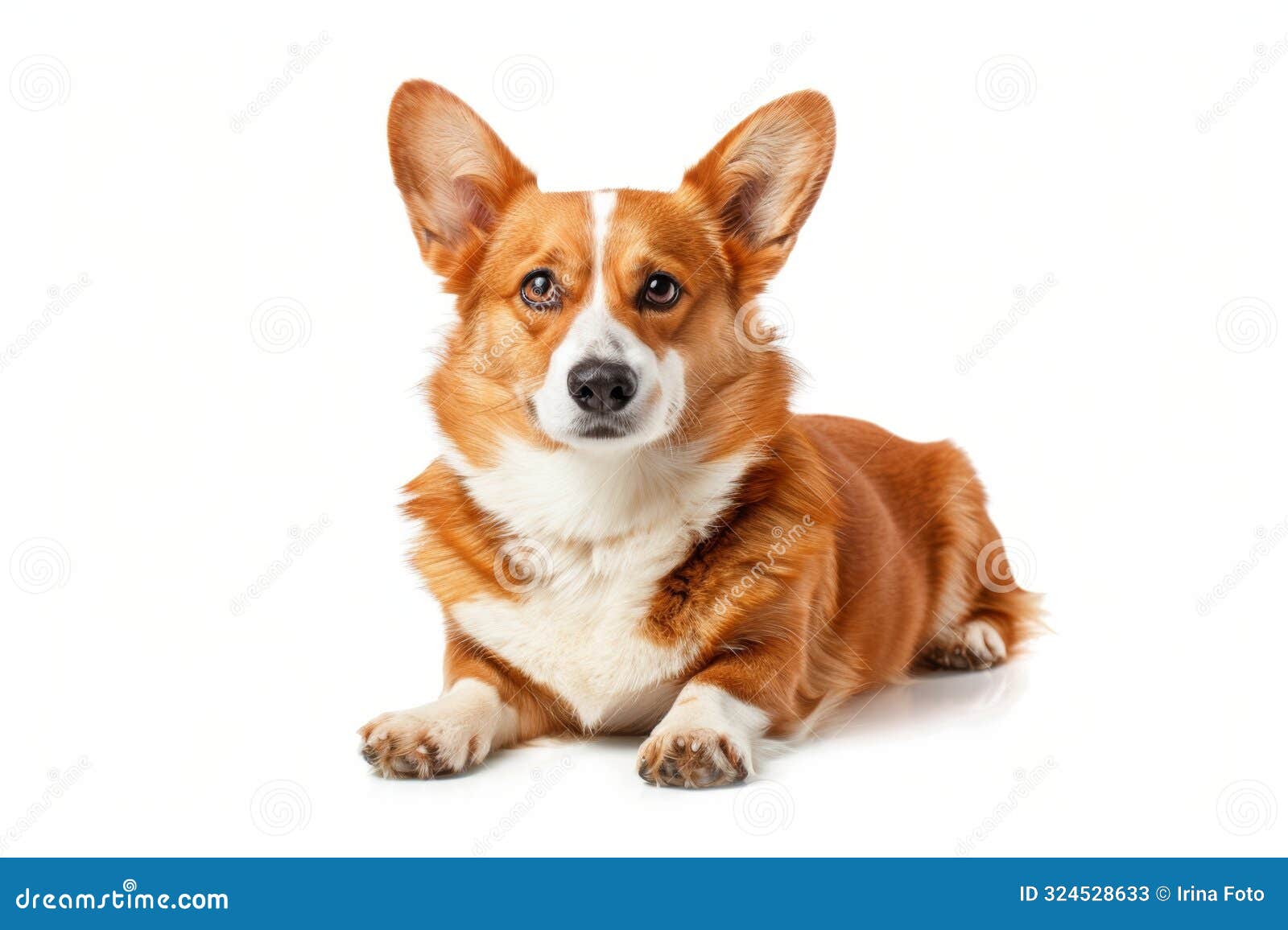 Corgi with Red Coat and White Markings, Sitting with a Cute Expression ...