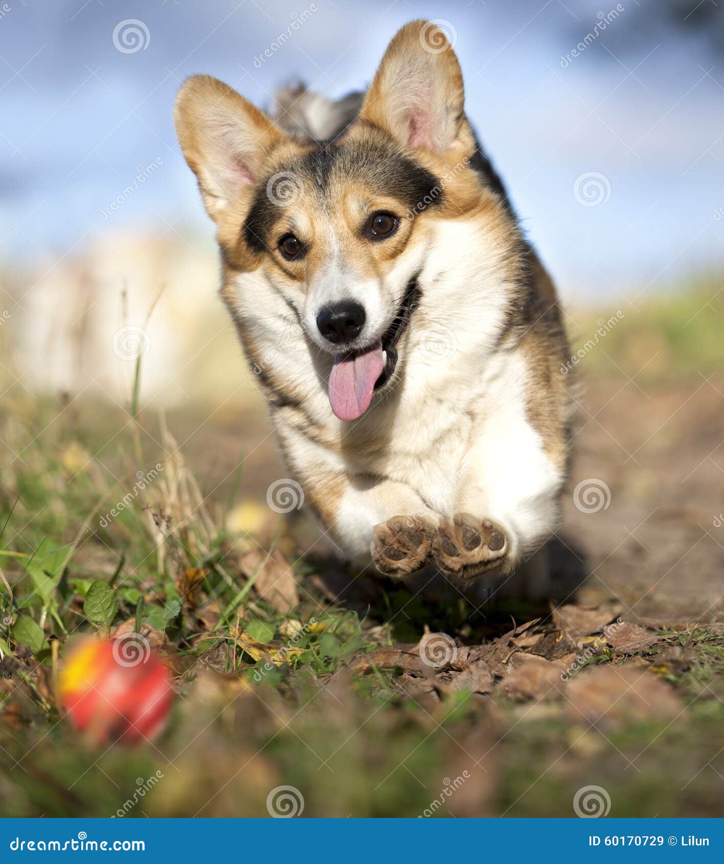 Corgi running after a ball stock image. Image of mammal - 60170729