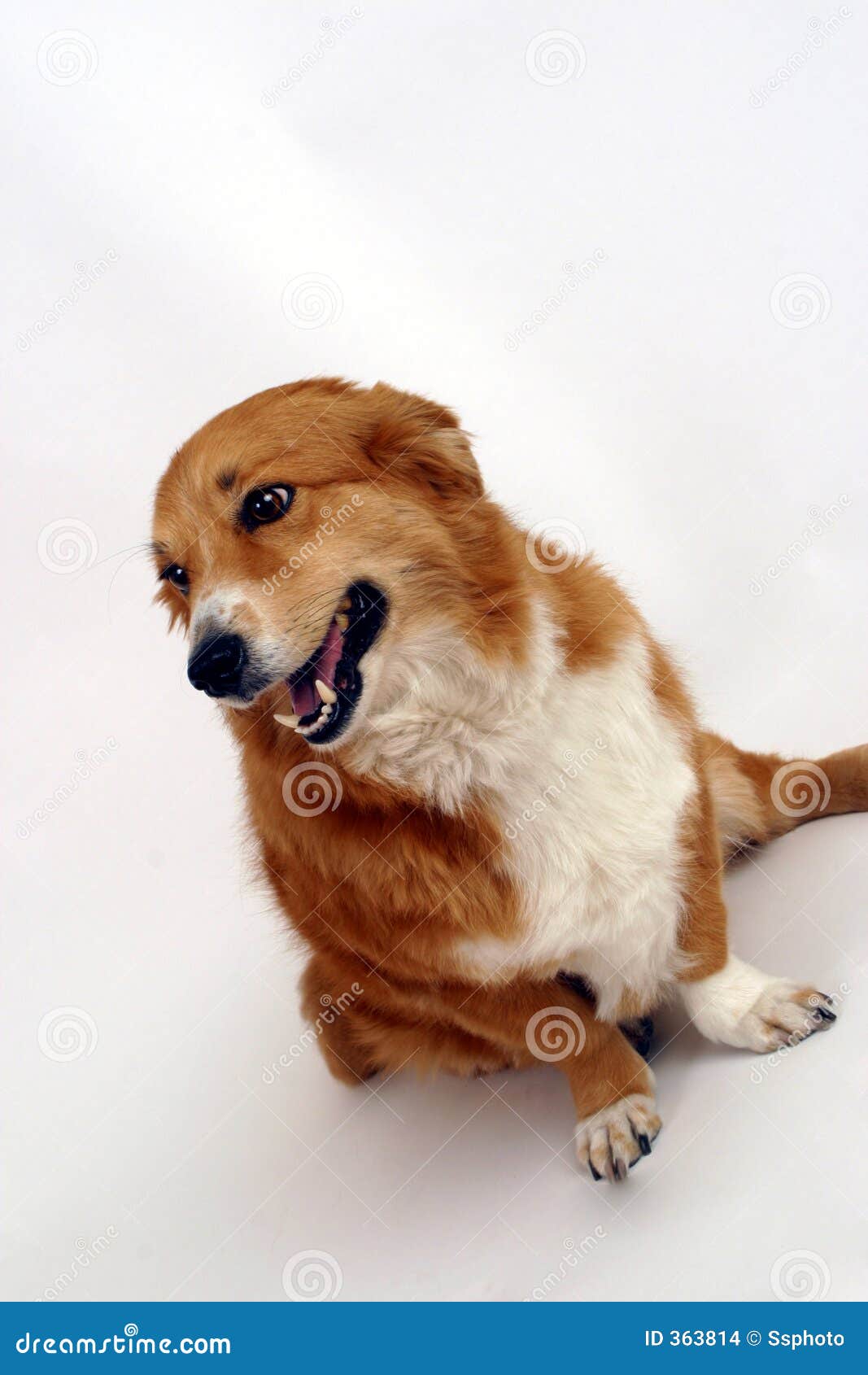 Corgi sitting stock photo. Image of corgi, pooch, canine - 363814