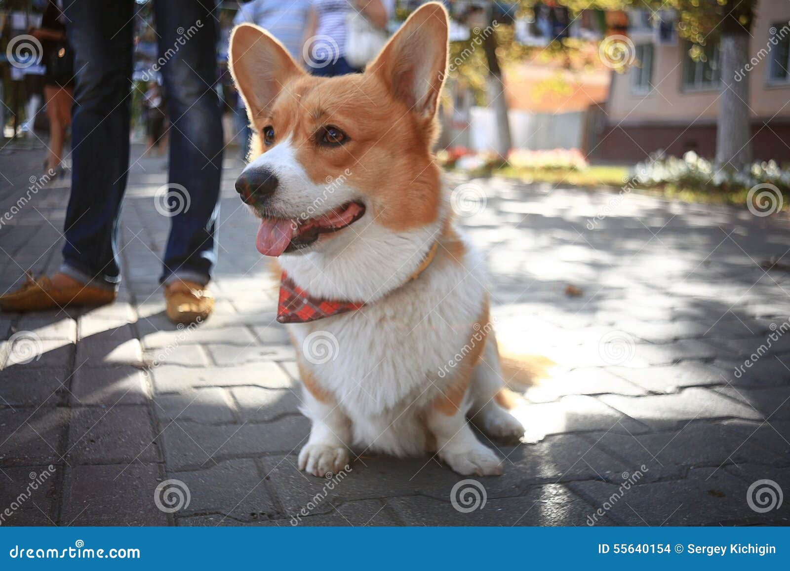 Corgi small dog stock photo. Image of agility, leash - 55640154