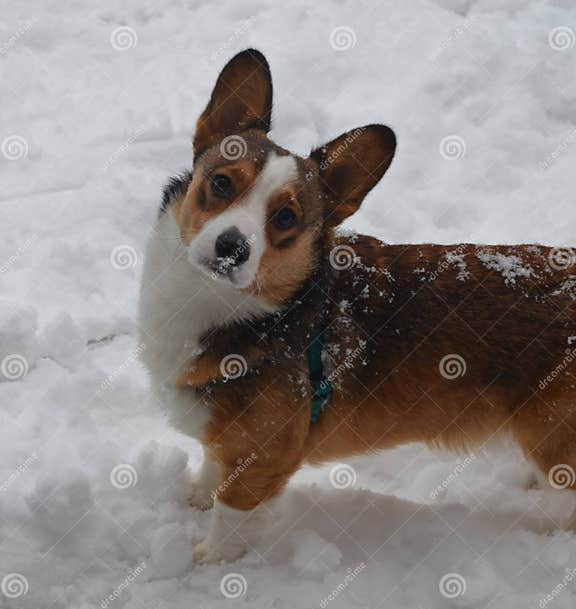 Corgi snow stock image. Image of corgi, winter, pembroke - 108549461