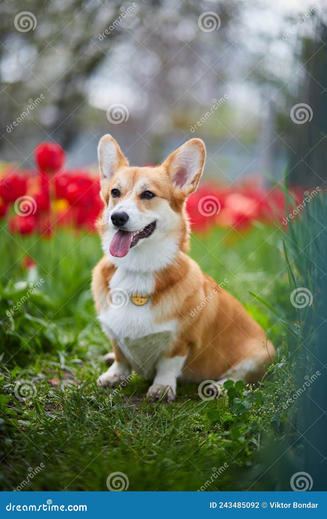 Welsh Corgi Pembroke in Spring Flowers Stock Photo - Image of field ...