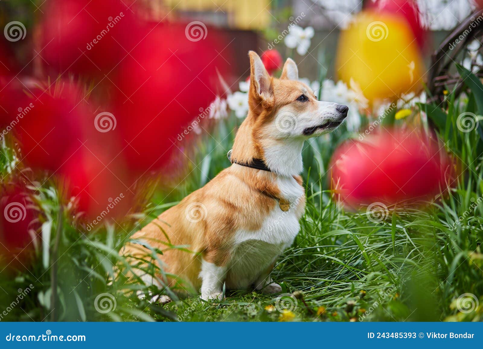 Welsh Corgi Pembroke in Spring Flowers Stock Image - Image of flower ...