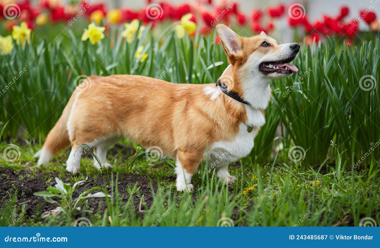 Welsh Corgi Pembroke in Spring Flowers Stock Image - Image of sunny ...