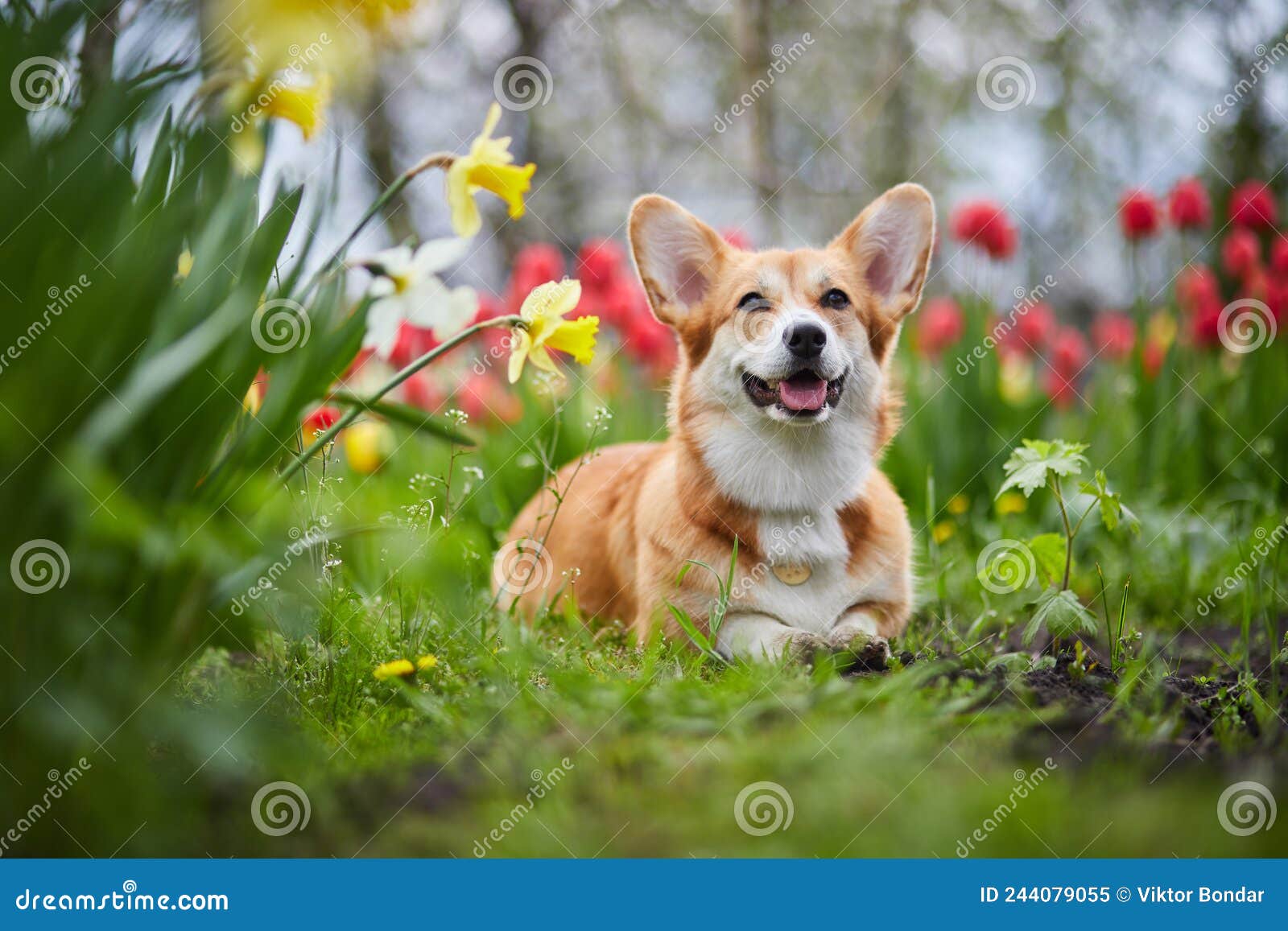 Welsh Corgi Pembrok in Spring Flowers Stock Image - Image of pink ...
